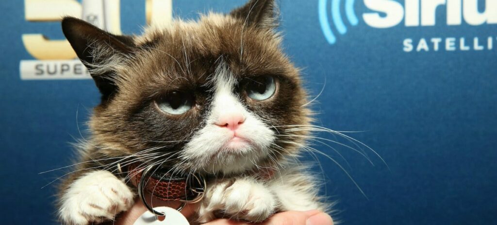 El gato del meme gana una demanda de más de medio millón de euros