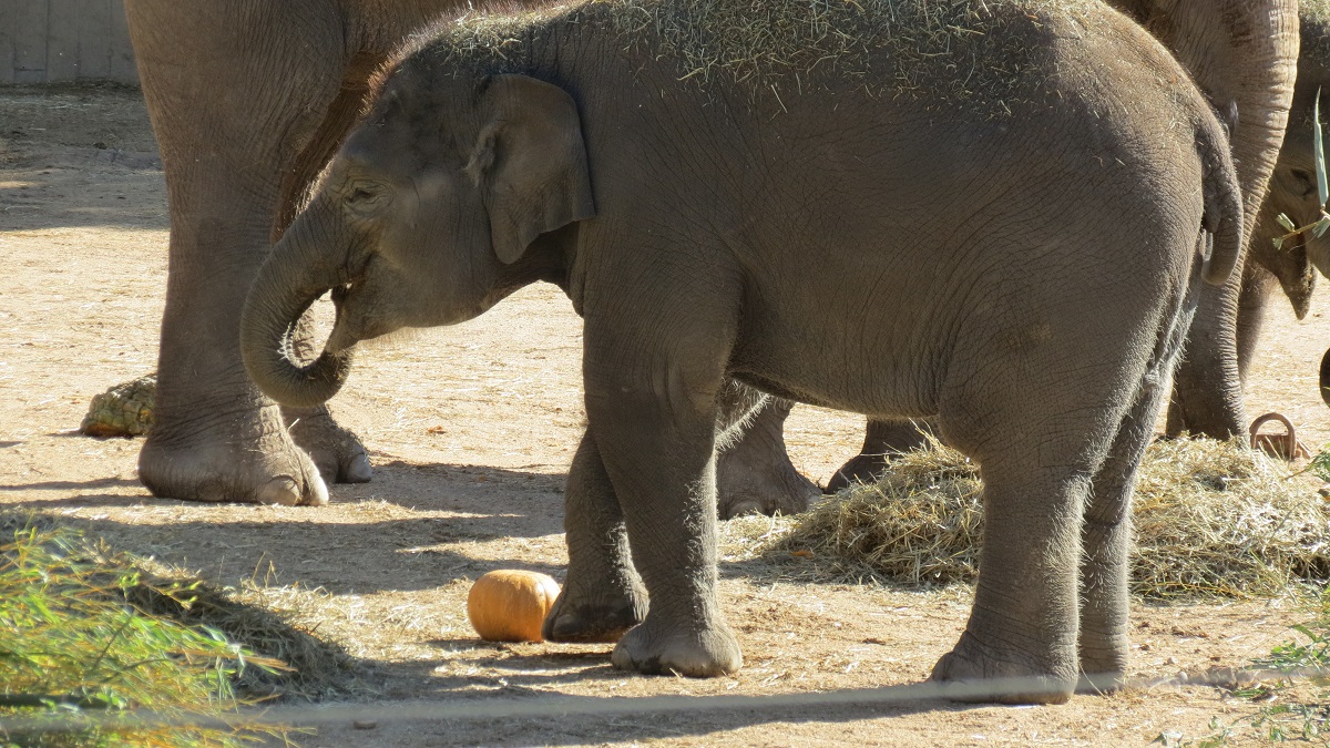 Zoo Aquarium de Madrid celebra Halloween con calabazas salvajes - Radio ...