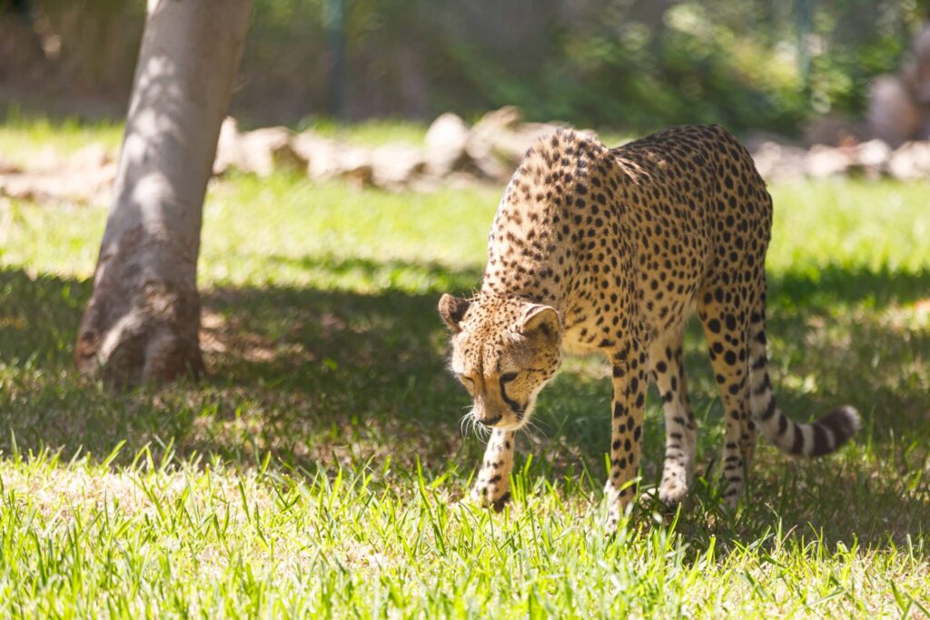 Hoy es el Día Internacional del Guepardo, extraordinario felino en ...